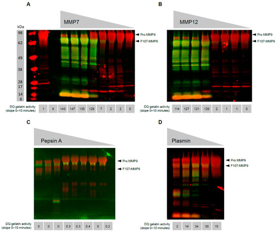 Characterization of Active MMP9 in Chronic Inflammatory Diseases Using ...