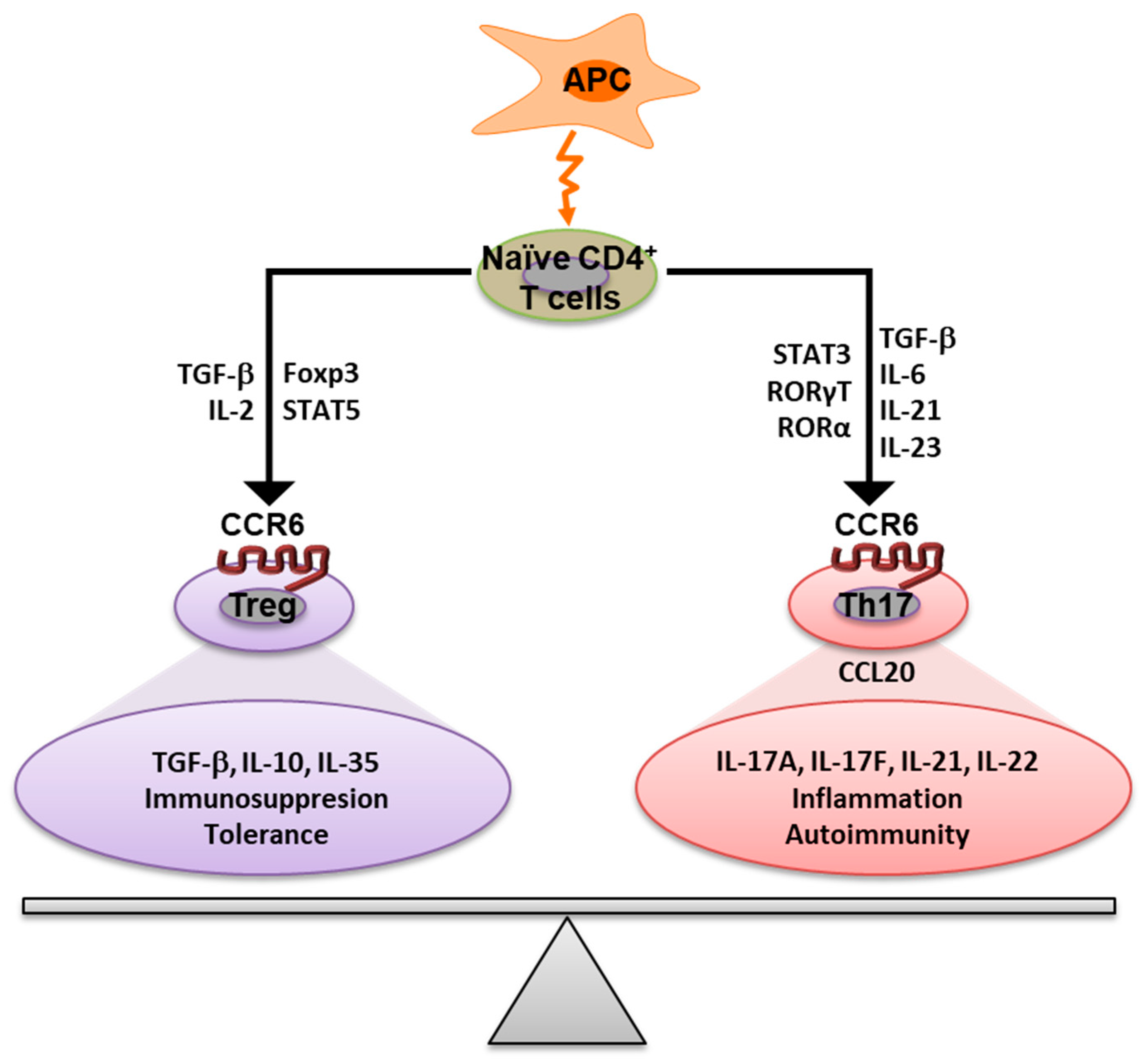 CCR6 as a Potential Target for Therapeutic Antibodies for the Treatment ...