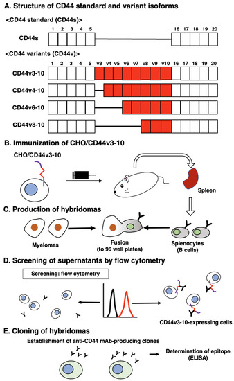 Antibodies | Free Full-Text | Development of a Novel Anti-CD44 Variant ...
