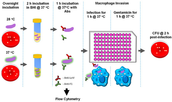 Polyclonal Antibodies Derived from Transchromosomic Bovines Vaccinated ...