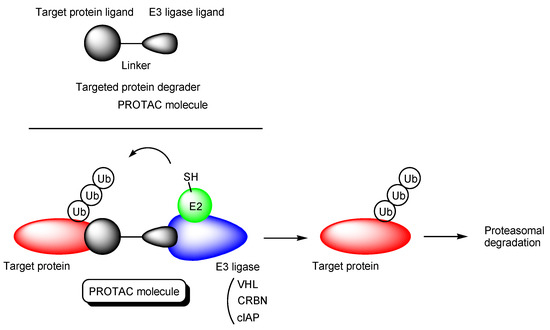 Proteolysis-Targeting Chimera (PROTAC) Delivery into the Brain across ...