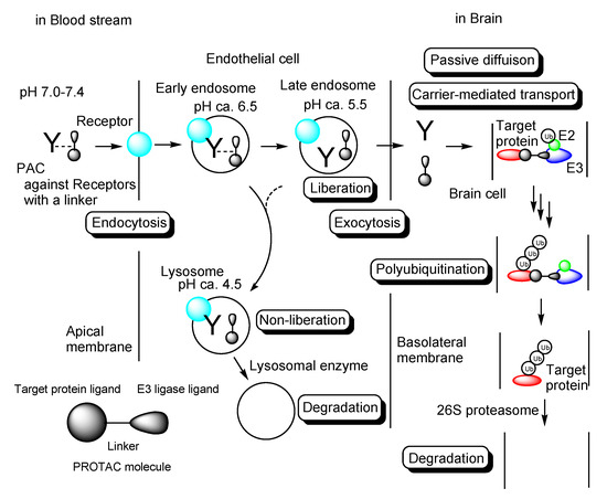 Proteolysis-Targeting Chimera (PROTAC) Delivery into the Brain across ...