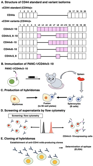 Development of a Novel Anti-CD44 Variant 8 Monoclonal Antibody C44Mab ...