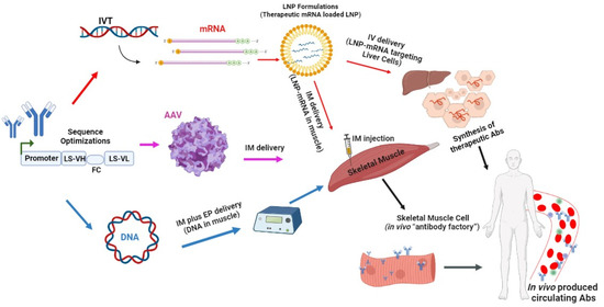 Expanding the Reach of Monoclonal Antibodies: A Review of Synthetic Nucleic Acid Delivery in ...