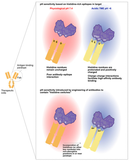 Antibodies | Free Full-Text | Conditionally Active, pH-Sensitive ...
