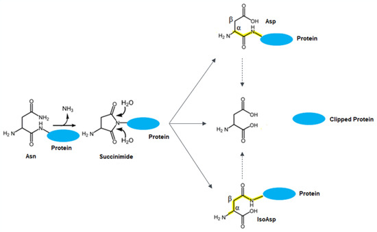 Characterization of N-Terminal Asparagine Deamidation and Clipping of a ...