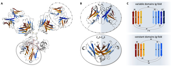 Structure and Dynamics Guiding Design of Antibody Therapeutics and Vaccines
