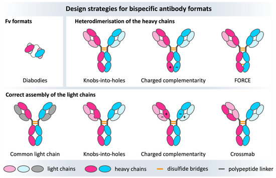 Structure and Dynamics Guiding Design of Antibody Therapeutics and Vaccines