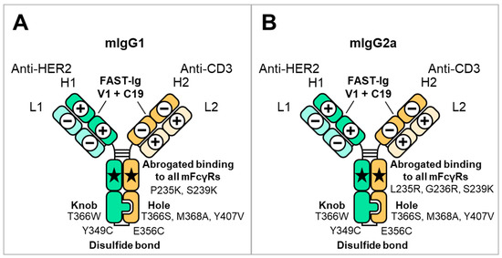 Rapid Generation of Murine Bispecific Antibodies Using FAST-IgTM for ...