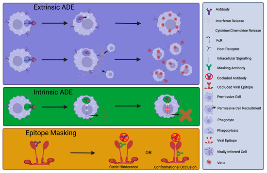 Antibodies | Free Full-Text | Beyond bNAbs: Uses, Risks, and ...