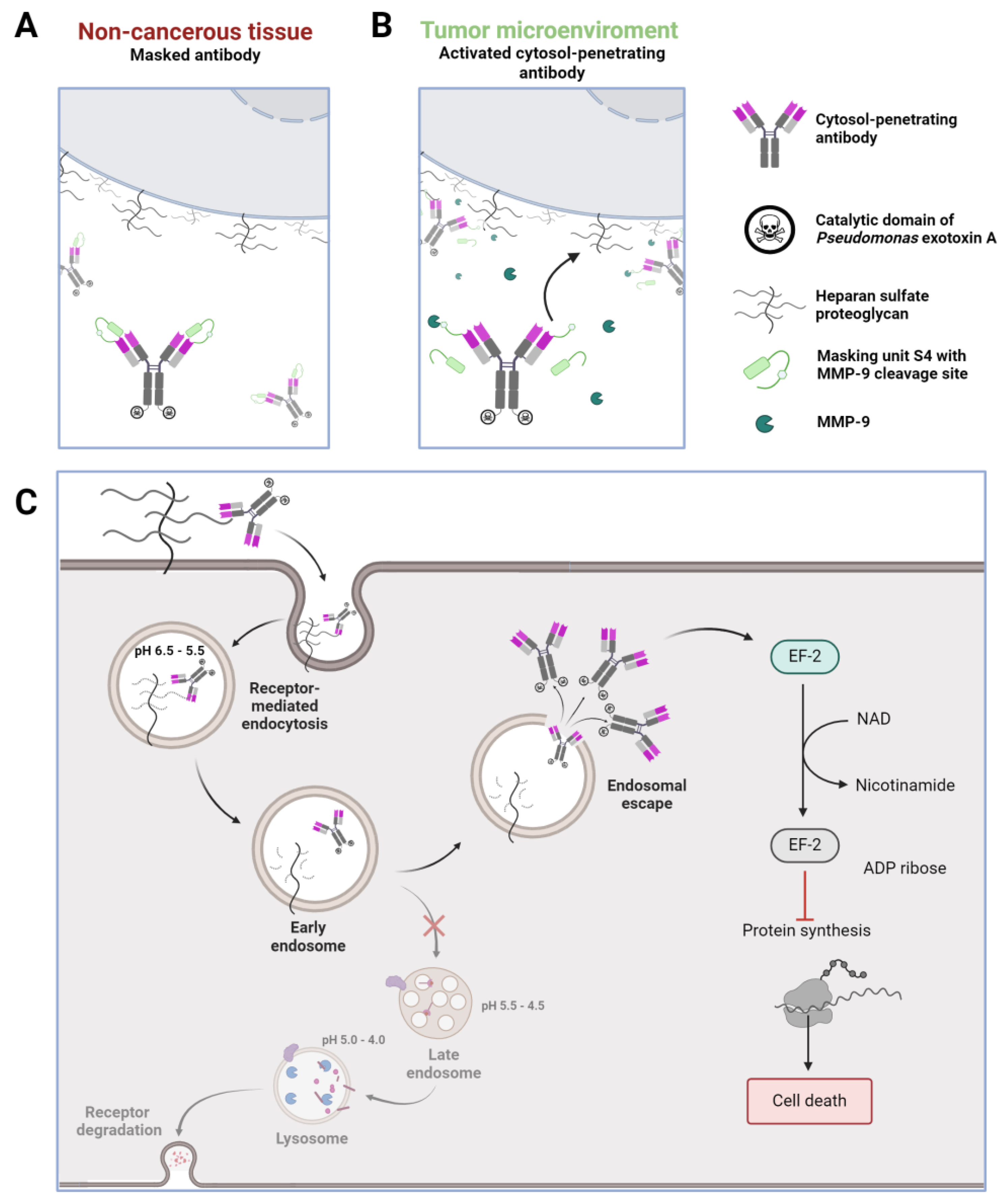 Antibodies | Free Full-Text | A Conditionally Activated Cytosol-Penetrating Antibody for TME ...