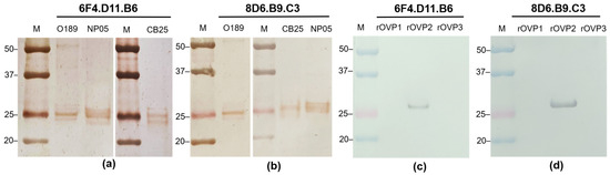 Identification of Conserved Linear Epitopes on Viral Protein 2 of Foot ...