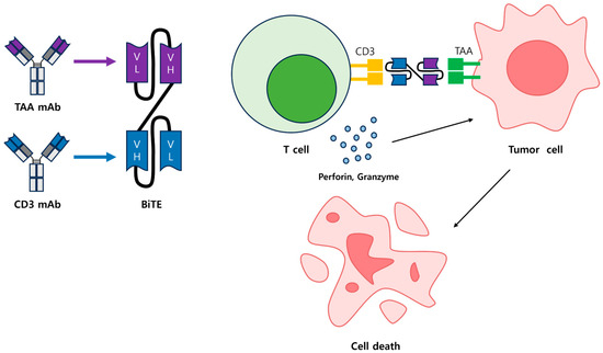 Immune Cell Engagers: Advancing Precision Immunotherapy for Cancer ...