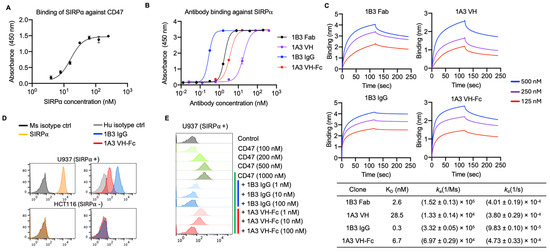 Development of Fully Human Antibodies Targeting SIRPα and PLA2G7 for Cancer Therapy