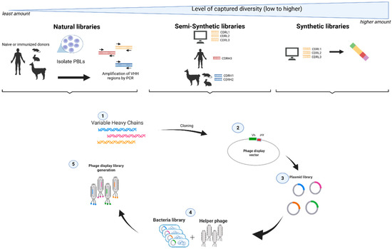 Guidelines in the Preparation of Fully Synthetic, Human Single-Domain ...