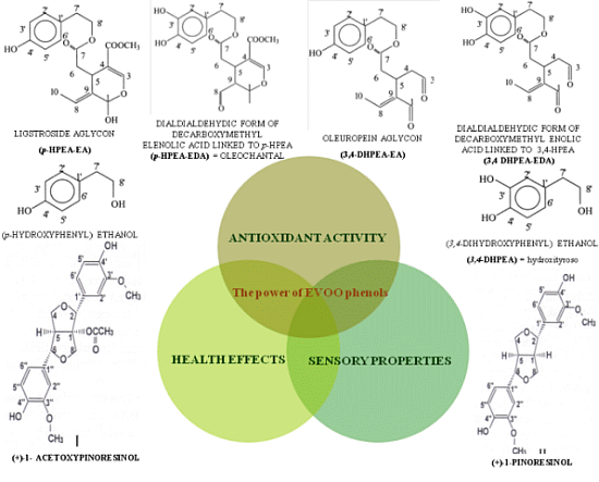 Antioxidants Free Full Text Biological Activities Of Phenolic