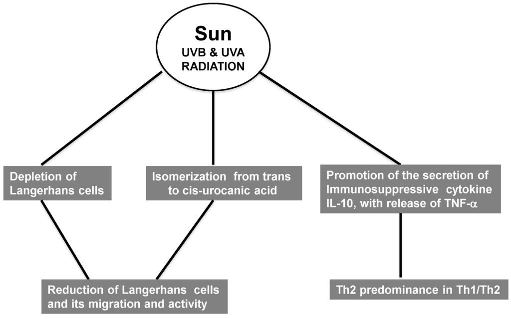 Mechanisms of Photoaging and Cutaneous Photocarcinogenesis, and ...