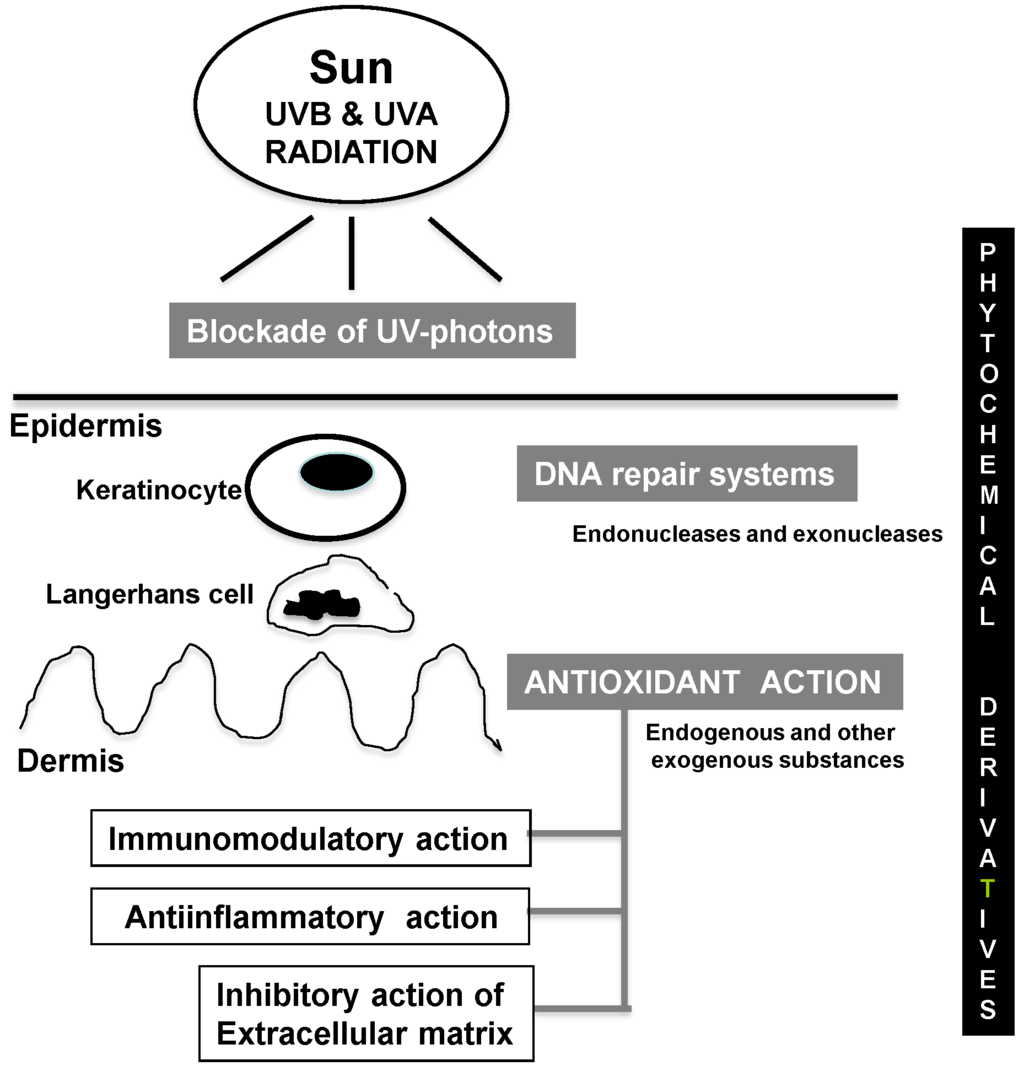 Mechanisms of Photoaging and Cutaneous Photocarcinogenesis, and ...