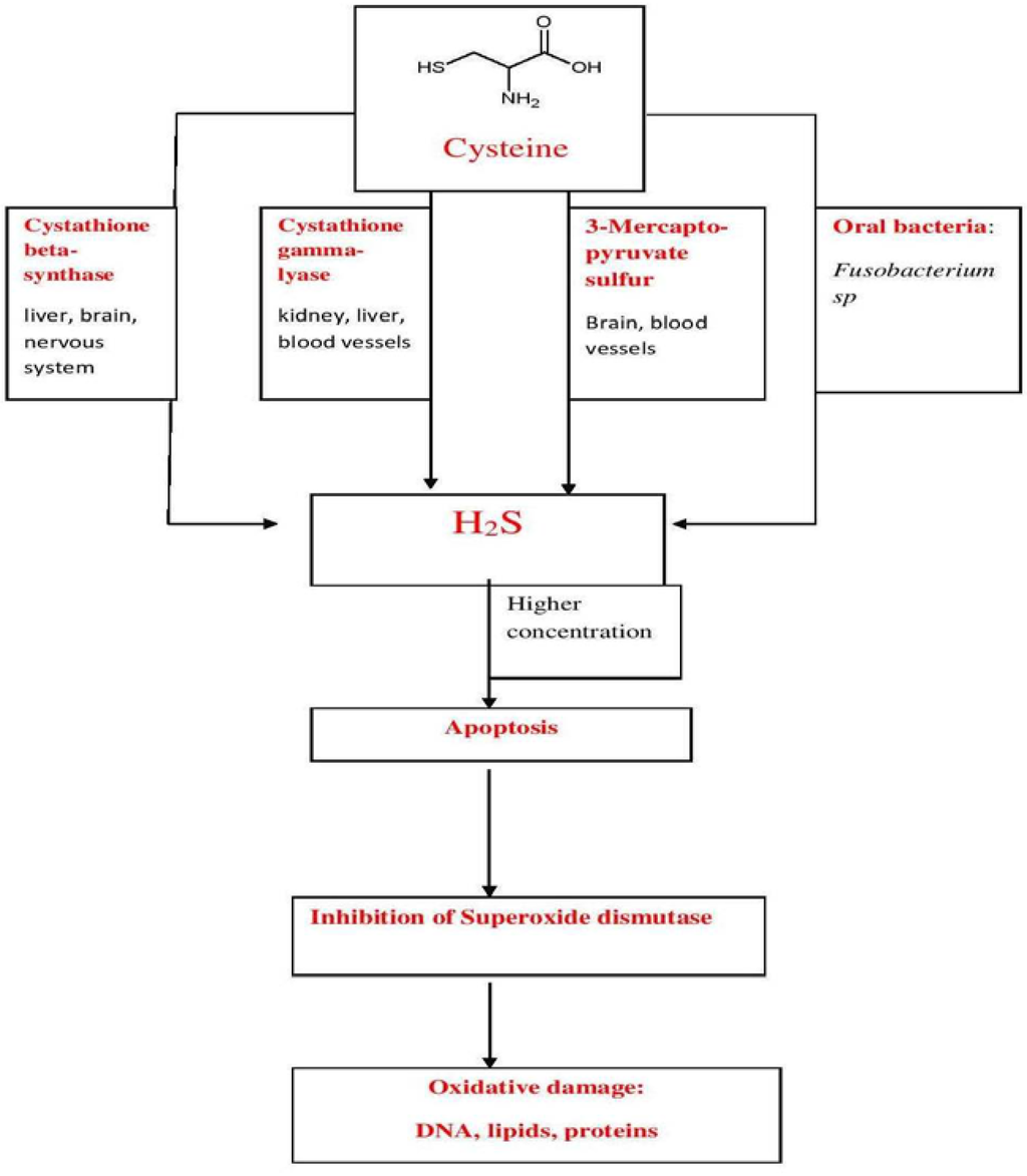 Hydrogen Sulfide, Oxidative Stress and Periodontal Diseases: A Concise ...