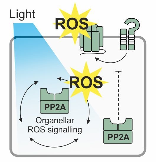 Antioxidants | Free Full-Text | PP2A Phosphatase as a Regulator of ROS ... Antioxidants | Free Full-Text | PP2A Phosphatase as a Regulator of ROS ...