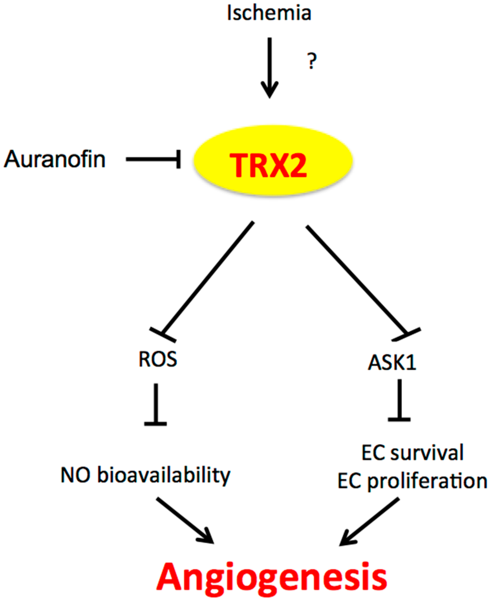 The Role of NOX4 and TRX2 in Angiogenesis and Their Potential Cross-Talk