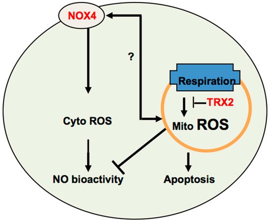 The Role of NOX4 and TRX2 in Angiogenesis and Their Potential Cross-Talk