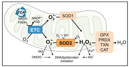 Insights into the Dichotomous Regulation of SOD2 in Cancer