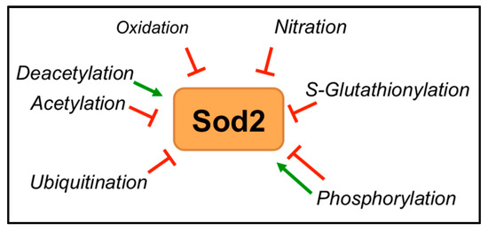 Insights into the Dichotomous Regulation of SOD2 in Cancer