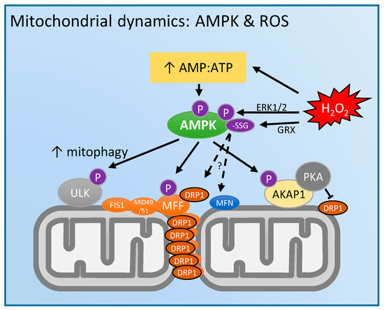 Antioxidants | Free Full-Text | Exercise and Mitochondrial Dynamics ...