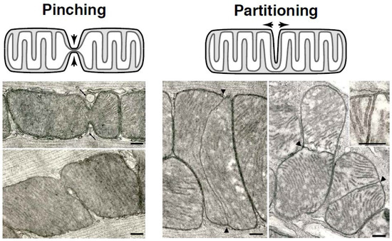 Morphological Pathways of Mitochondrial Division