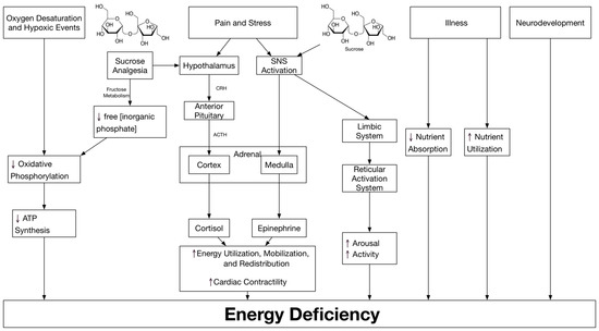 The Energy Costs of Prematurity and the Neonatal Intensive Care Unit ...