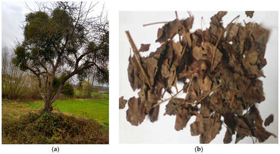 Milling the Mistletoe: Nanotechnological Conversion of African ...