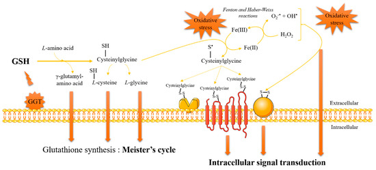 Antioxidants | Free Full-Text | Glutathione: Antioxidant Properties ...
