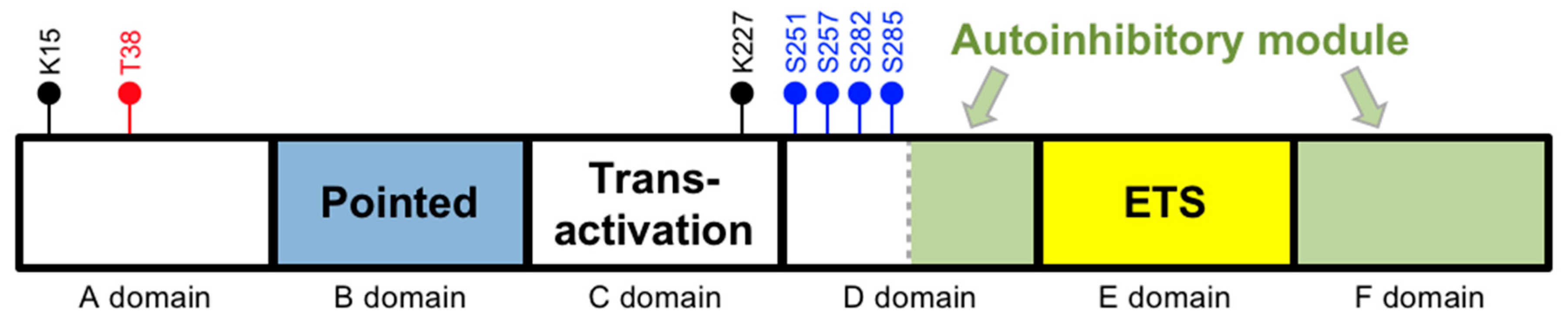 Transcription Factor ETS-1 and Reactive Oxygen Species: Role in ...