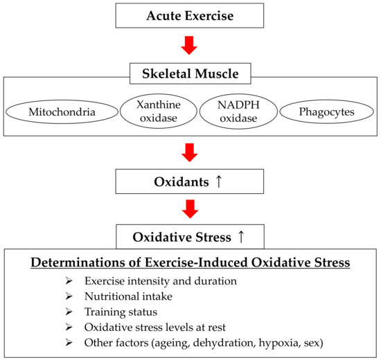 Exercise-Induced Oxidative Stress and the Effects of Antioxidant Intake ...