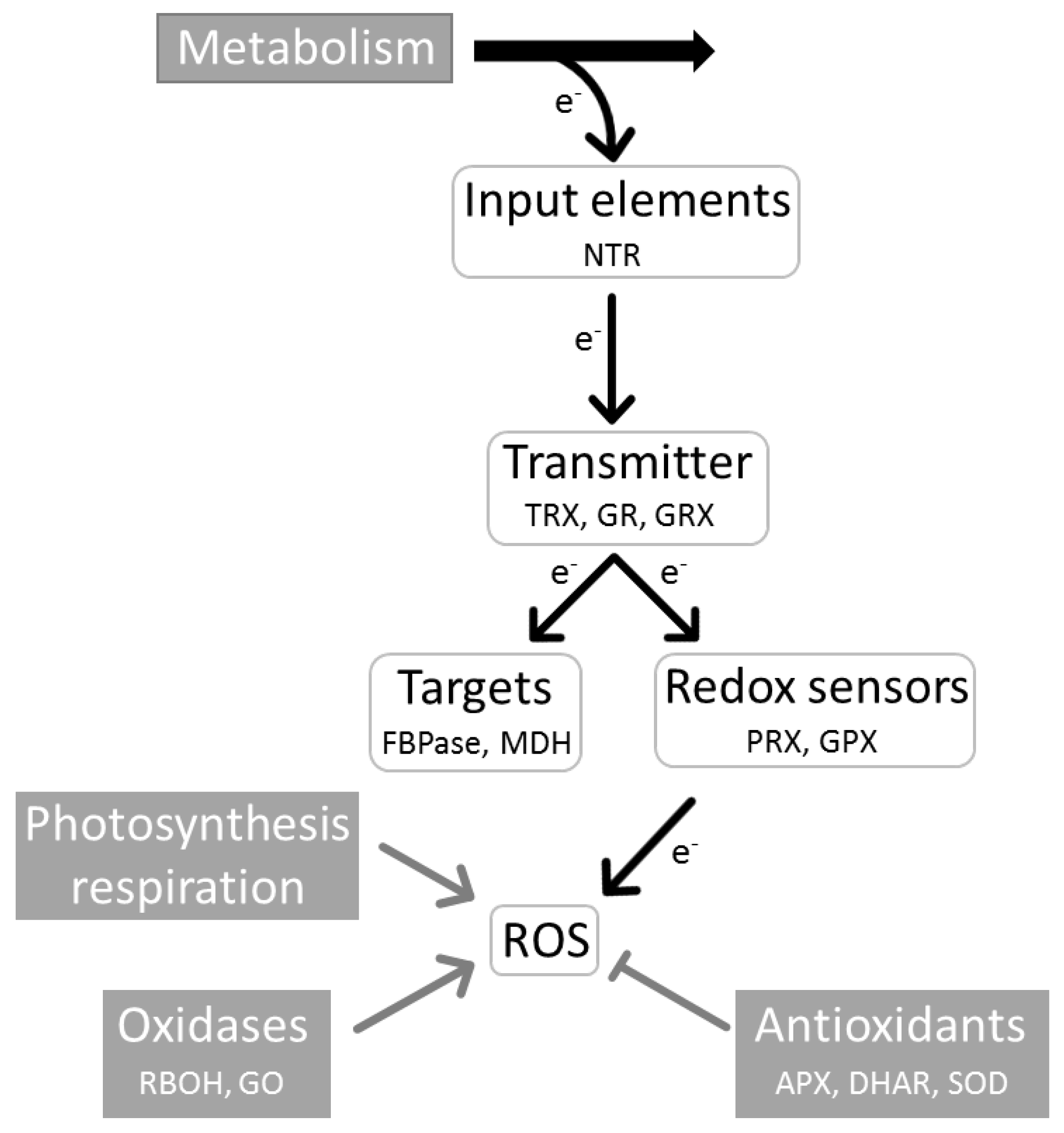 Redox Mechanism Of Reactive Oxygen Species In Exercise at Lois Wing blog Redox Mechanism Of Reactive Oxygen Species In Exercise at Lois Wing blog