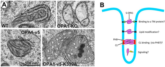 Mitochondrial Membrane Dynamics—Functional Positioning of OPA1