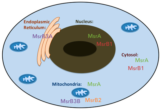 The Oxidized Protein Repair Enzymes Methionine Sulfoxide Reductases and ...