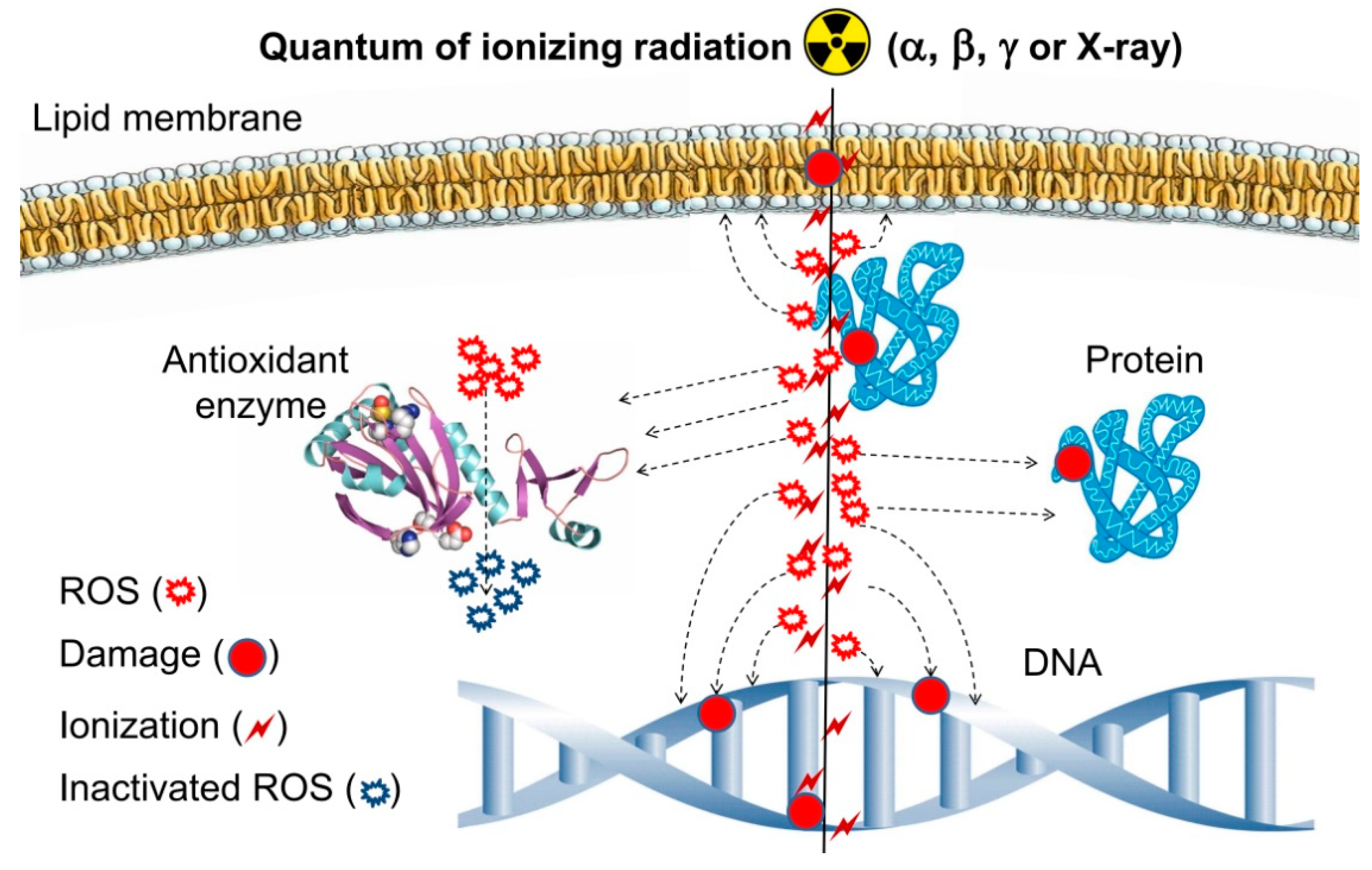Ionizing Radiation Includes All Of The Following Except - All About ... Ionizing Radiation Includes All Of The Following Except - All About ...