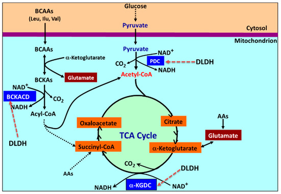 Chronic Inhibition of Mitochondrial Dihydrolipoamide Dehydrogenase ...