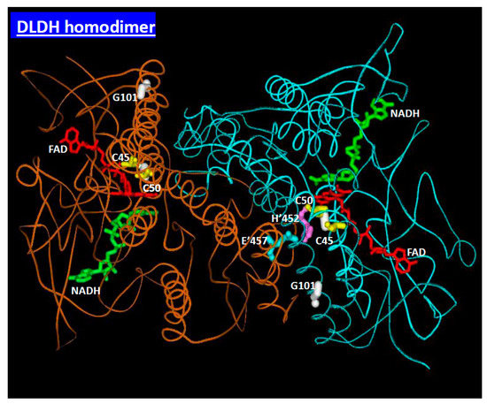 Chronic Inhibition of Mitochondrial Dihydrolipoamide Dehydrogenase ...