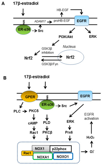 Mechanism of Rapid Nuclear Factor-E2-Related Factor 2 (Nrf2) Activation ...