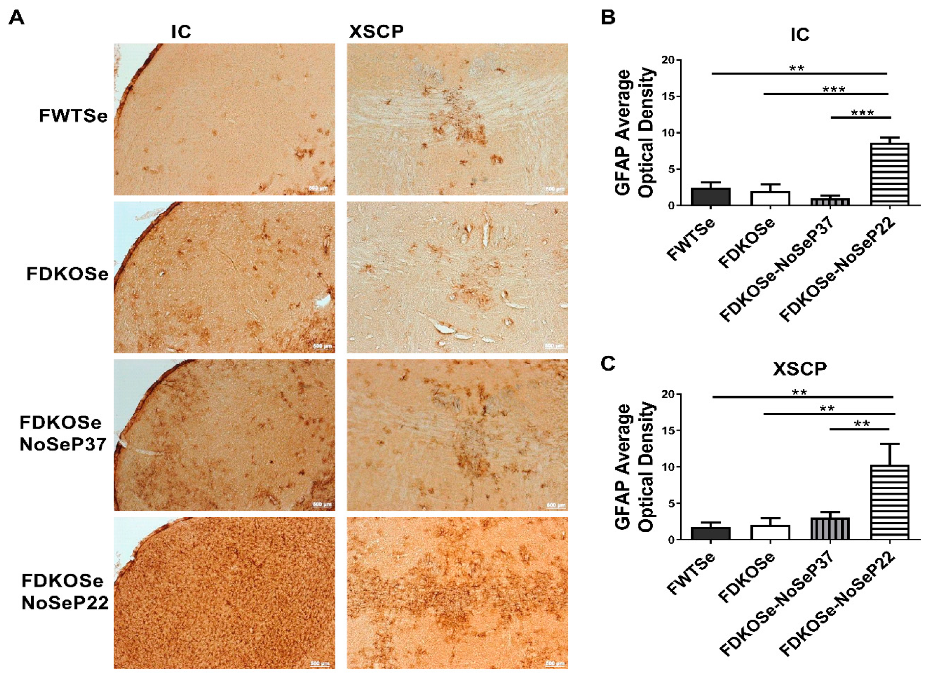 Antioxidants Free Full Text Disruption Of Selenium Handling During