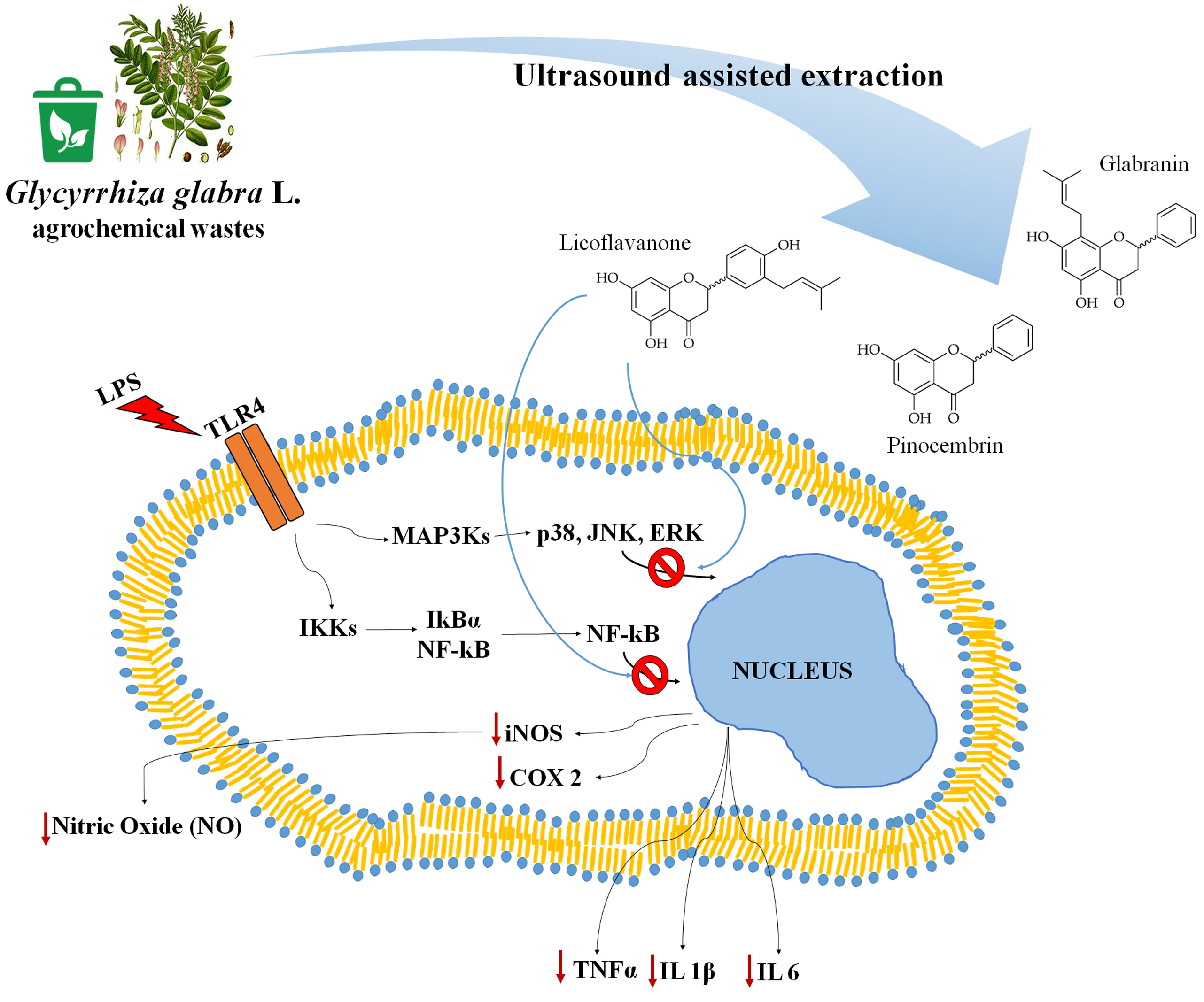 Antioxidant And Anti-Inflammatory Leaves at Conrad Williams blog
