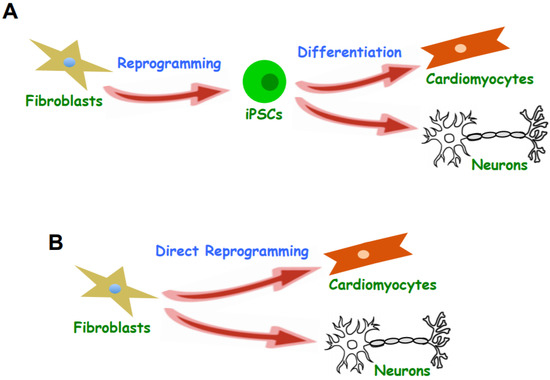 Antioxidant Regulation of Cell Reprogramming