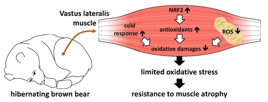 Antioxidants | Free Full-Text | Limited Oxidative Stress Favors ...