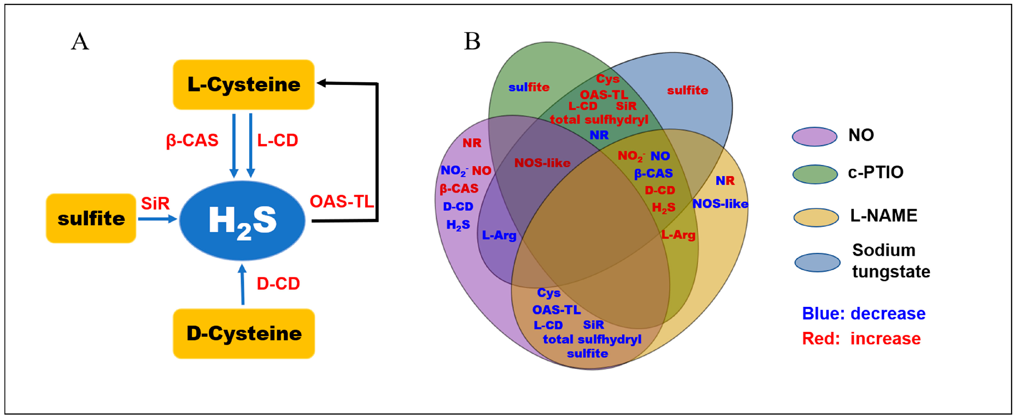 Regulation of Hydrogen Sulfide Metabolism by Nitric Oxide Inhibitors ...