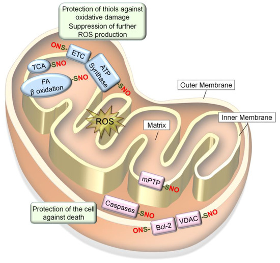 S-Nitrosylation: An Emerging Paradigm of Redox Signaling