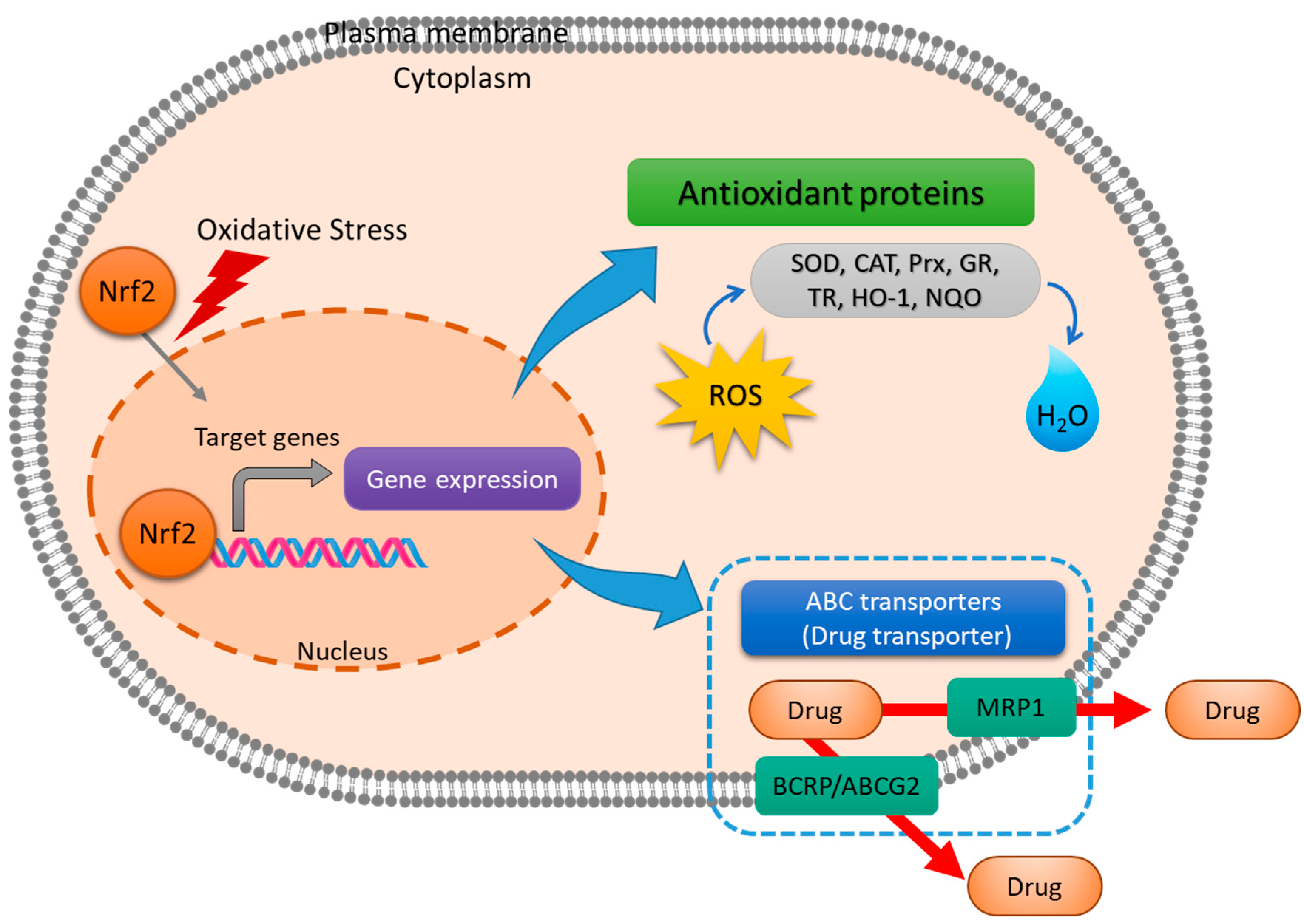 Antioxidant Enzymes Bacteria at Cynthia Jasmin blog Antioxidant Enzymes Bacteria at Cynthia Jasmin blog