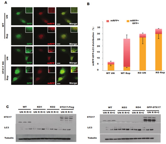 Syntaxin-17-Dependent Mitochondrial Dynamics Is Essential for ...